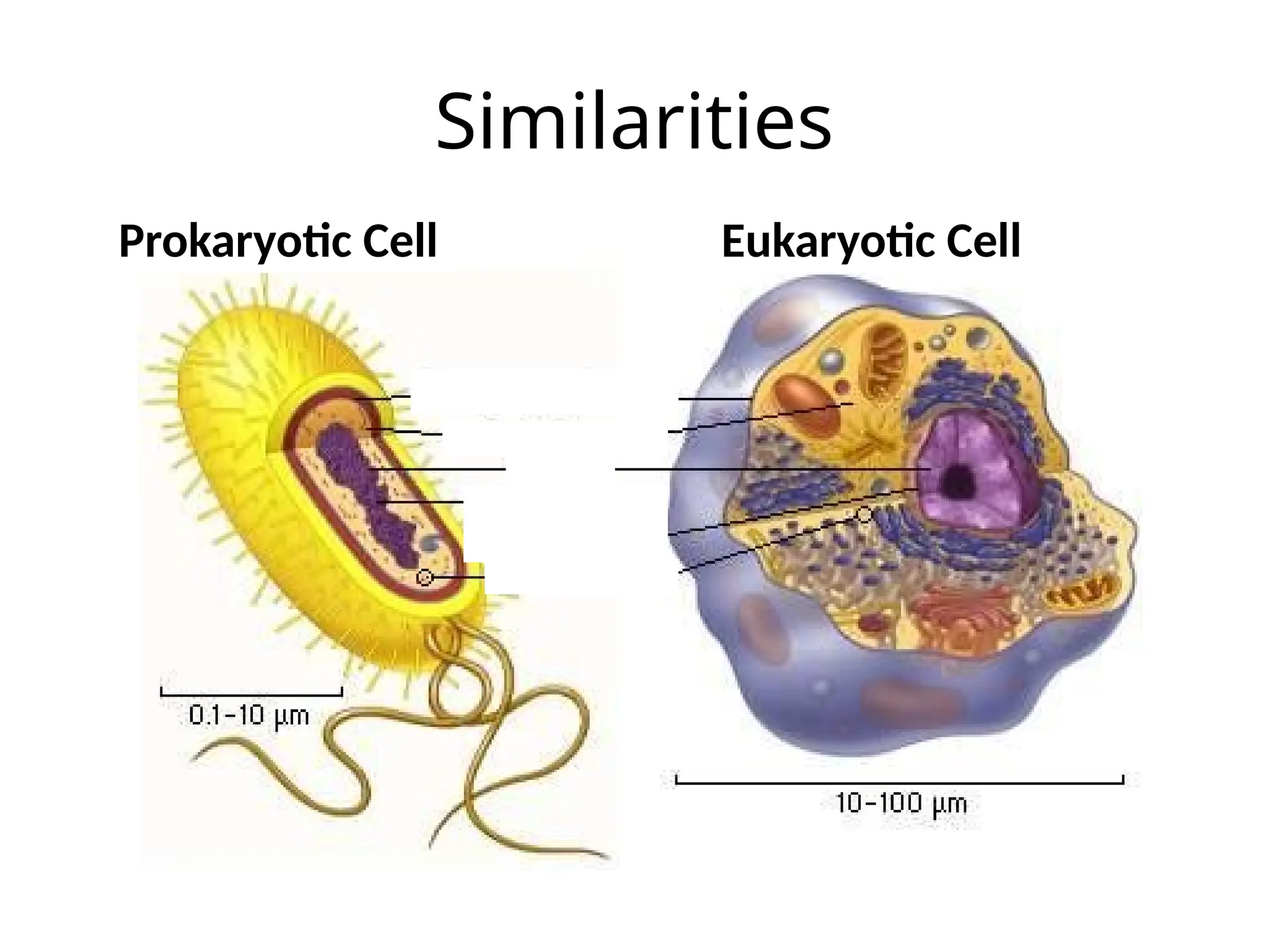 prokaryote vs Eukaryote prokaryote vs Eukaryote | PPTX