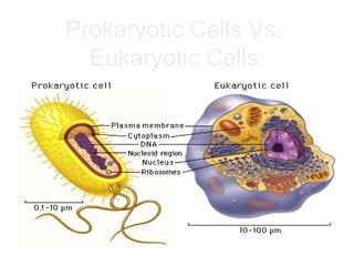 prokaryote vs Eukaryote prokaryote vs Eukaryote | PPTX