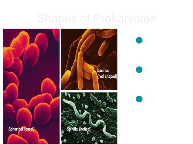 prokaryote vs Eukaryote prokaryote vs Eukaryote | PPT