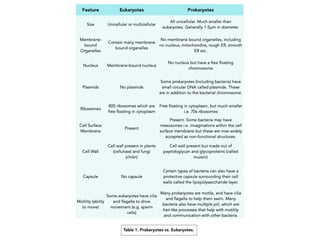 prokaryote vs Eukaryote prokaryote vs Eukaryote | PPT