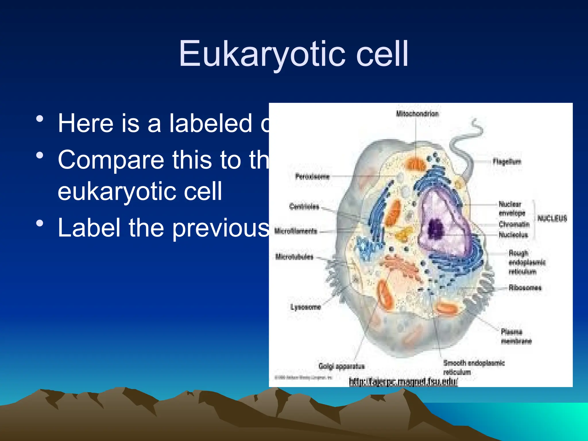 Biology PROKARYOTE_VS_EUKARYOTE PPT.pptx