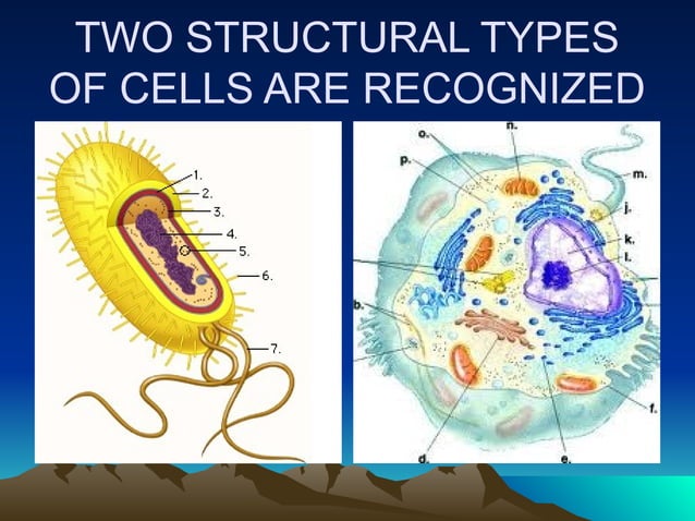 Biology PROKARYOTE_VS_EUKARYOTE PPT.pptx