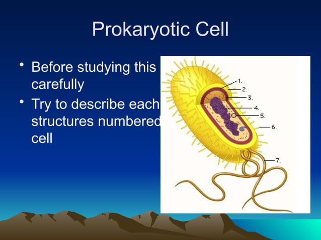 Biology PROKARYOTE_VS_EUKARYOTE PPT.pptx