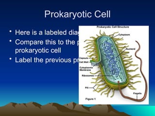 Biology PROKARYOTE_VS_EUKARYOTE PPT.pptx