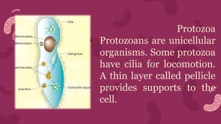 Prokaryotic-and-Eukaryotic-Cells.pptx