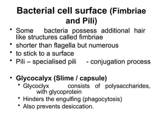 Prokaryotic-Cell-Structure.pptx presentation | PPTX