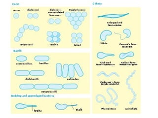 Prokaryotic-Cell-Structure.pptx presentation | PPTX