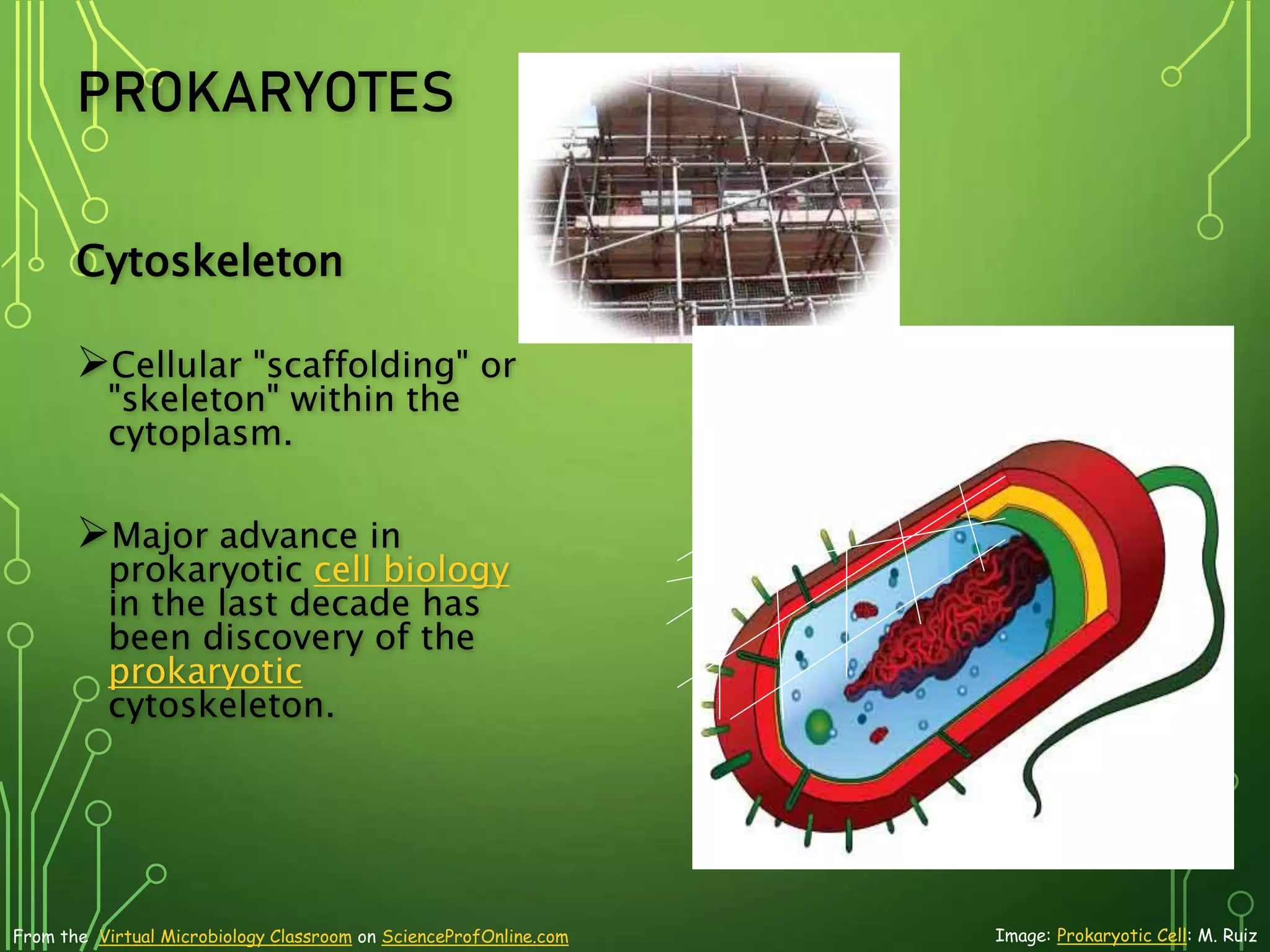 Prokaryotic Cell Structure Function Biology Lecture Powerpoint Vmcct Pptx