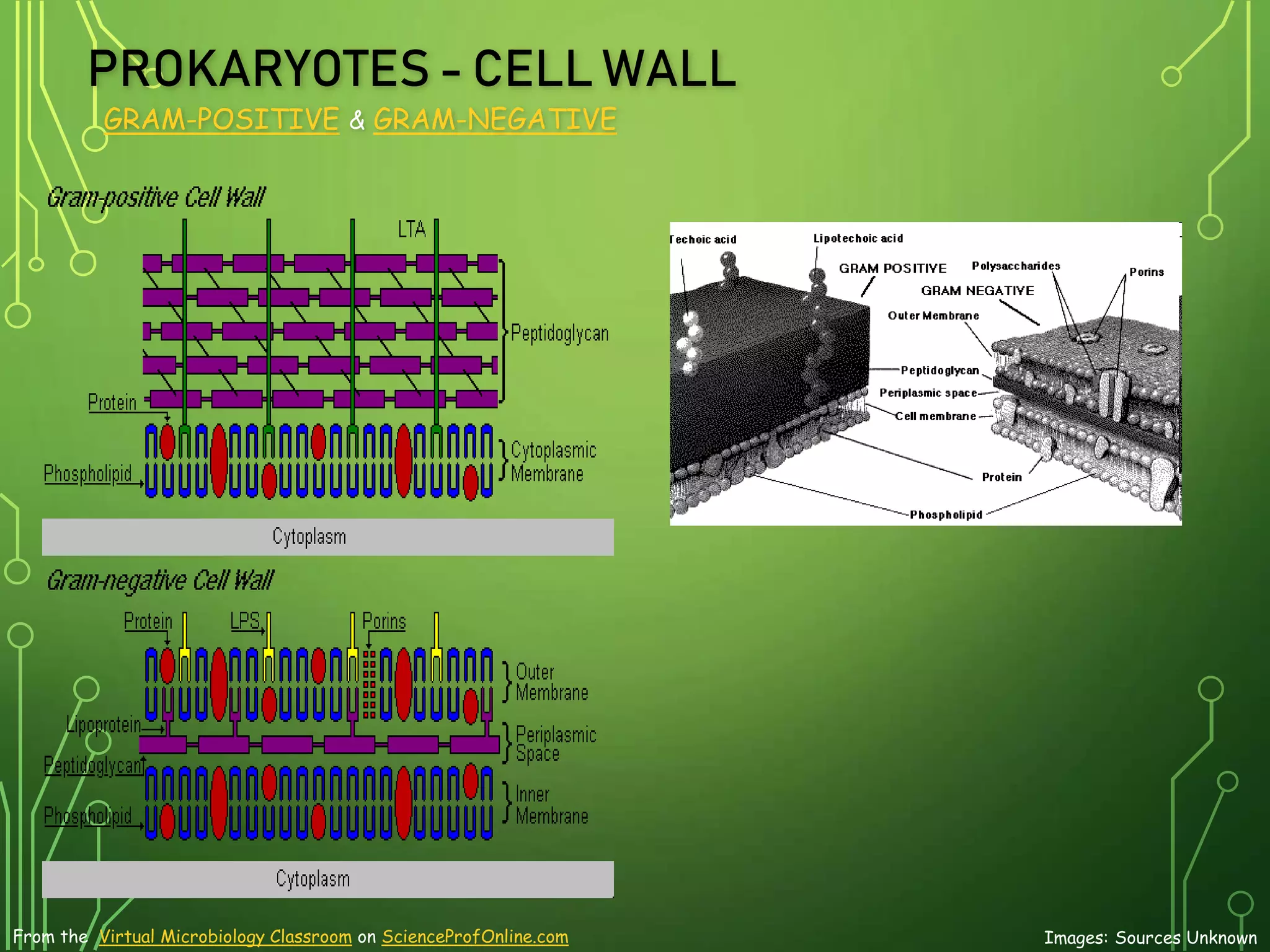 Prokaryotic-Cell-Structure-Function-Biology-Lecture-PowerPoint-VMCct.pptx