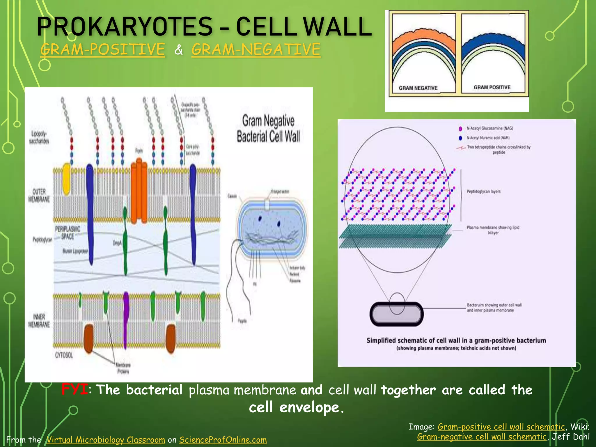 Prokaryotic-Cell-Structure-Function-Biology-Lecture-PowerPoint-VMCct.pptx