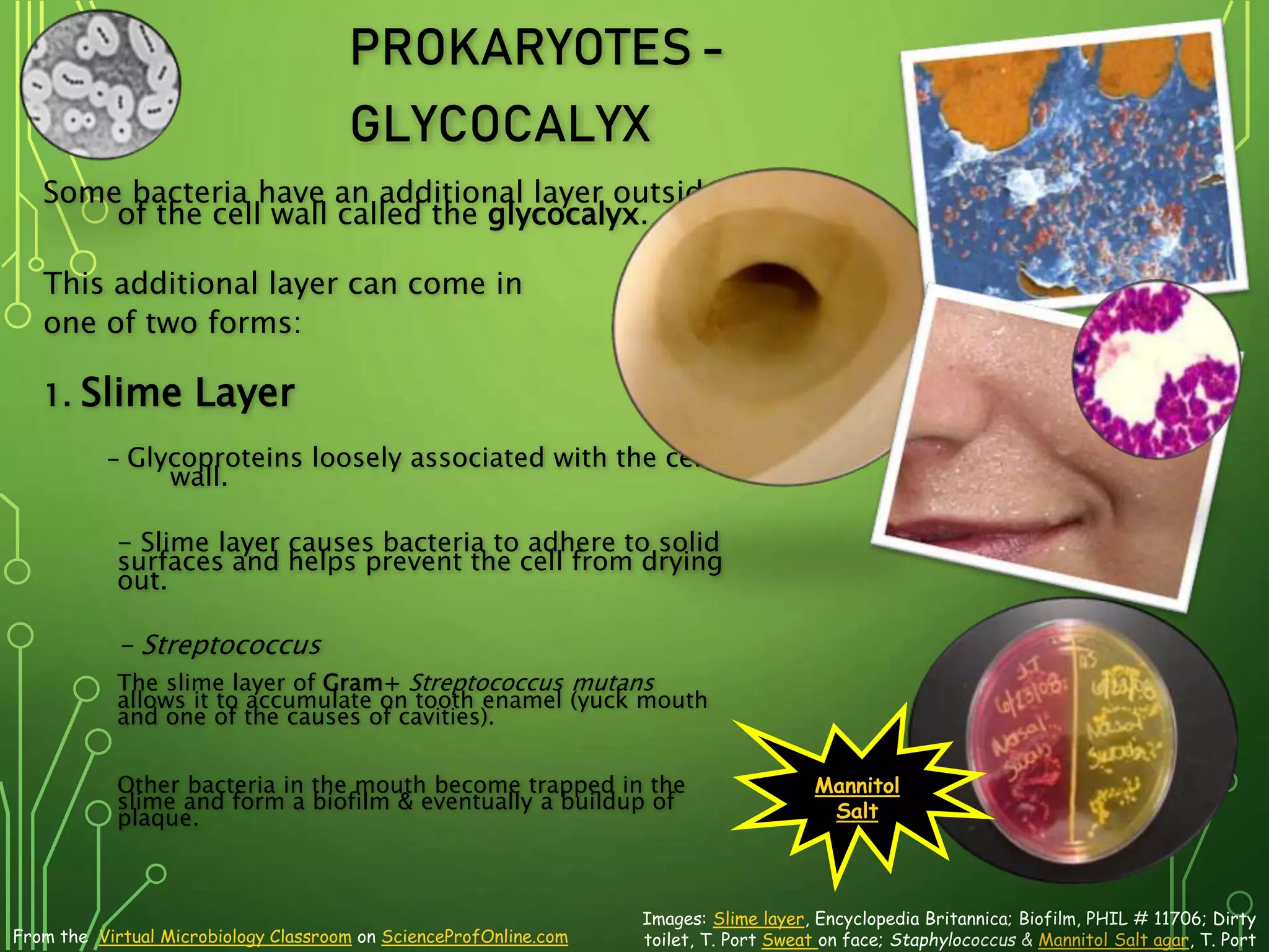 Prokaryotic-Cell-Structure-Function-Biology-Lecture-PowerPoint-VMCct.pptx