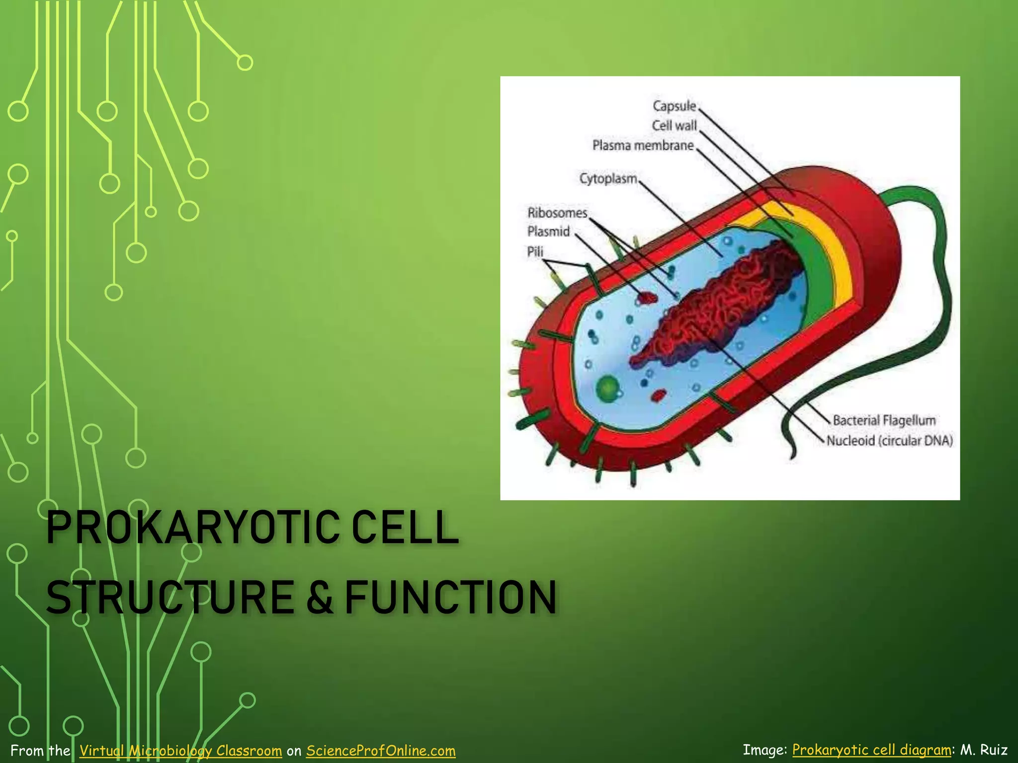 Prokaryotic Cells Medical Images For Power Point