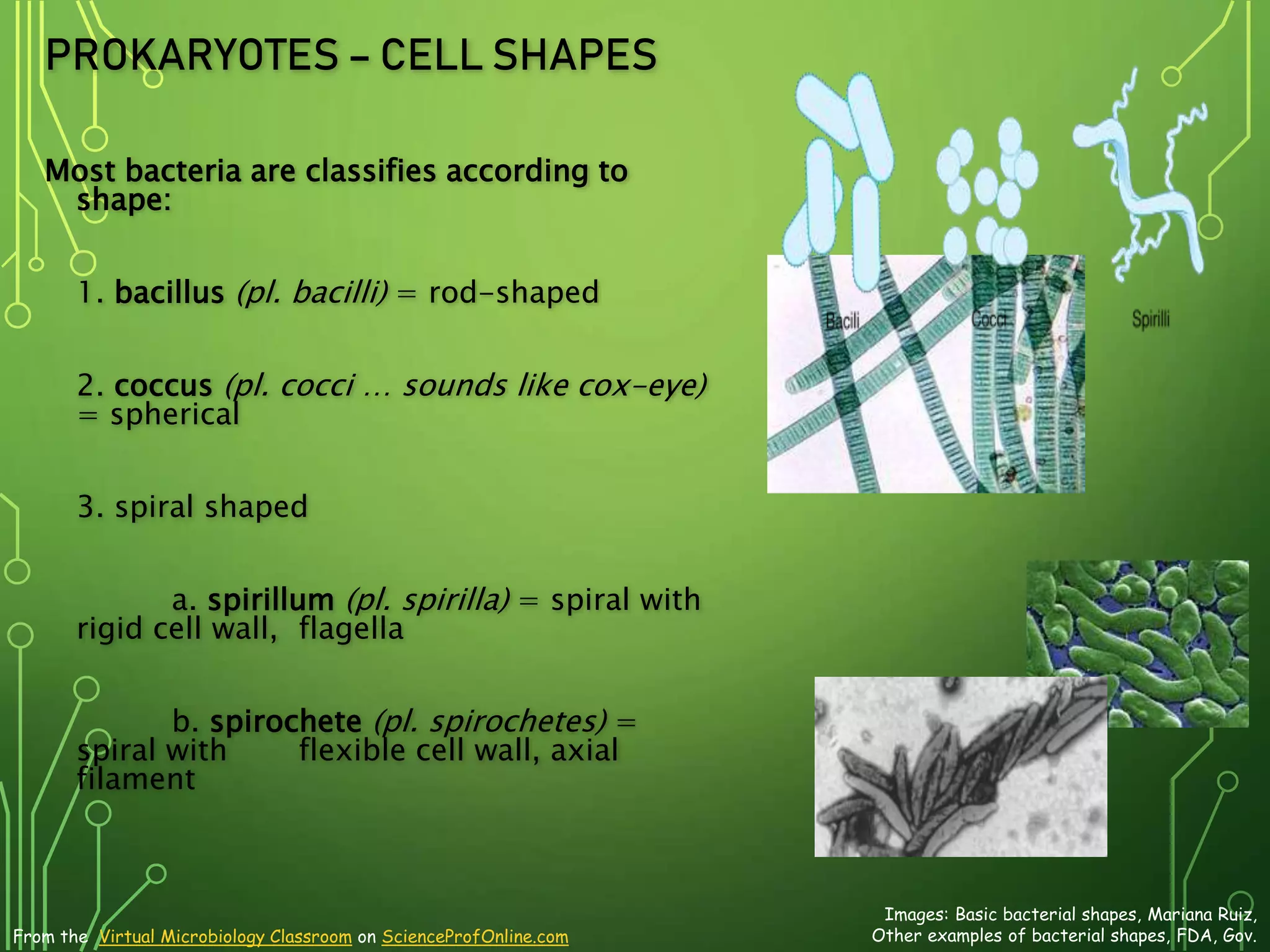 Prokaryotic-Cell-Structure-Function-Biology-Lecture-PowerPoint-VMCct.pptx