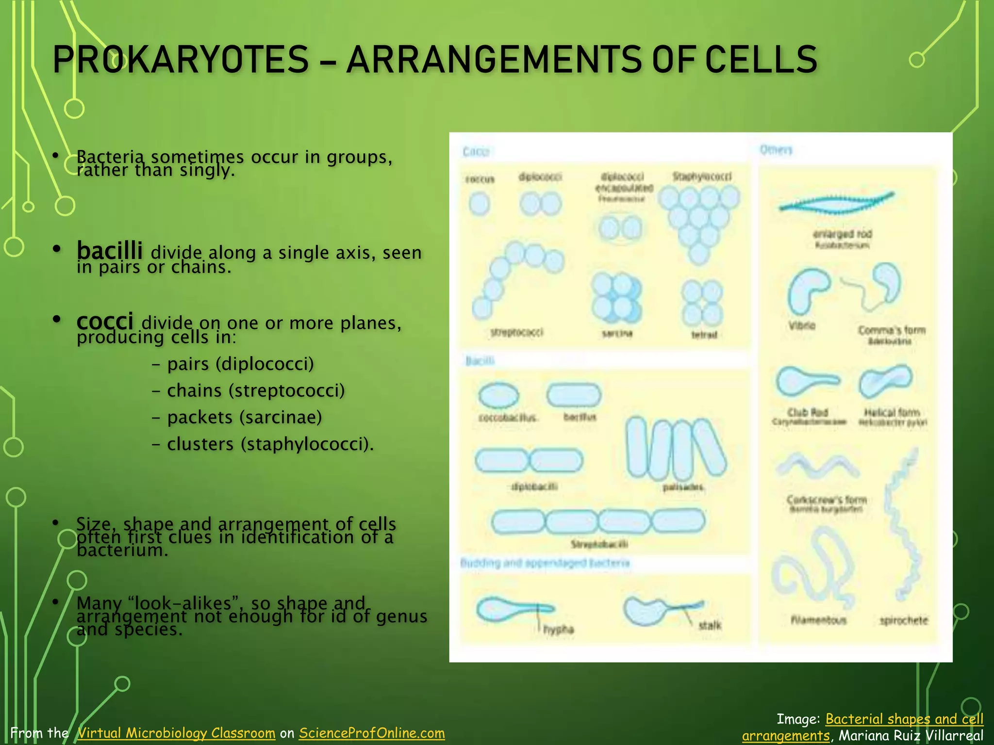 Prokaryotic-Cell-Structure-Function-Biology-Lecture-PowerPoint-VMCct.pptx