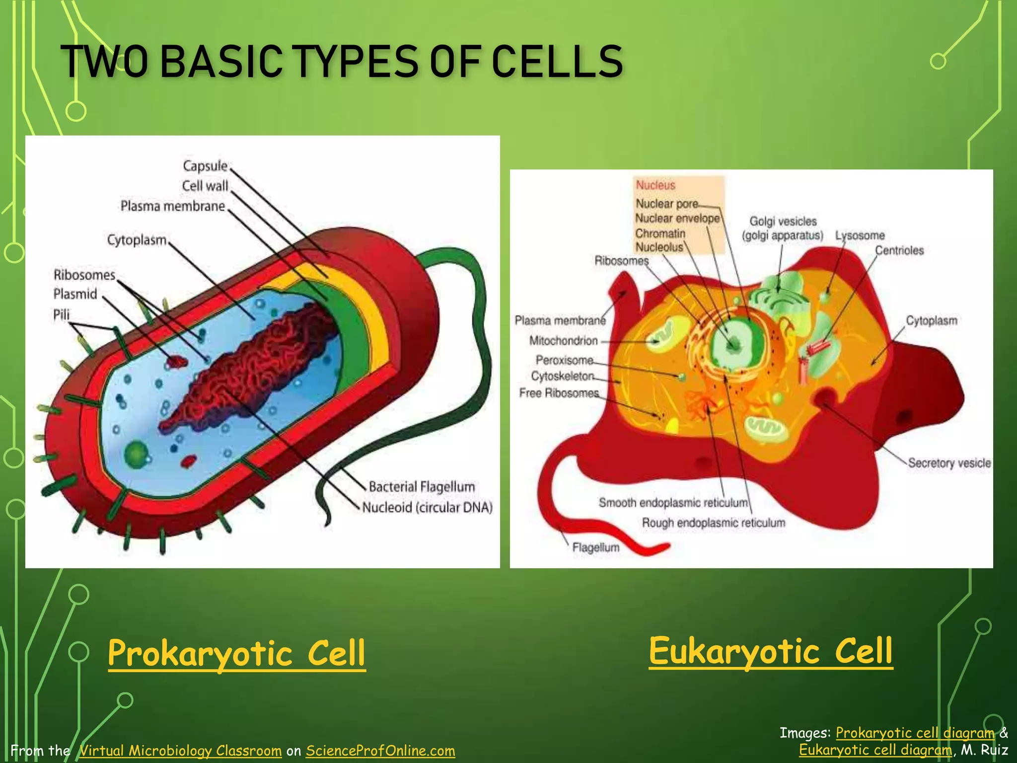 Prokaryotic-Cell-Structure-Function-Biology-Lecture-PowerPoint-VMCct.pptx