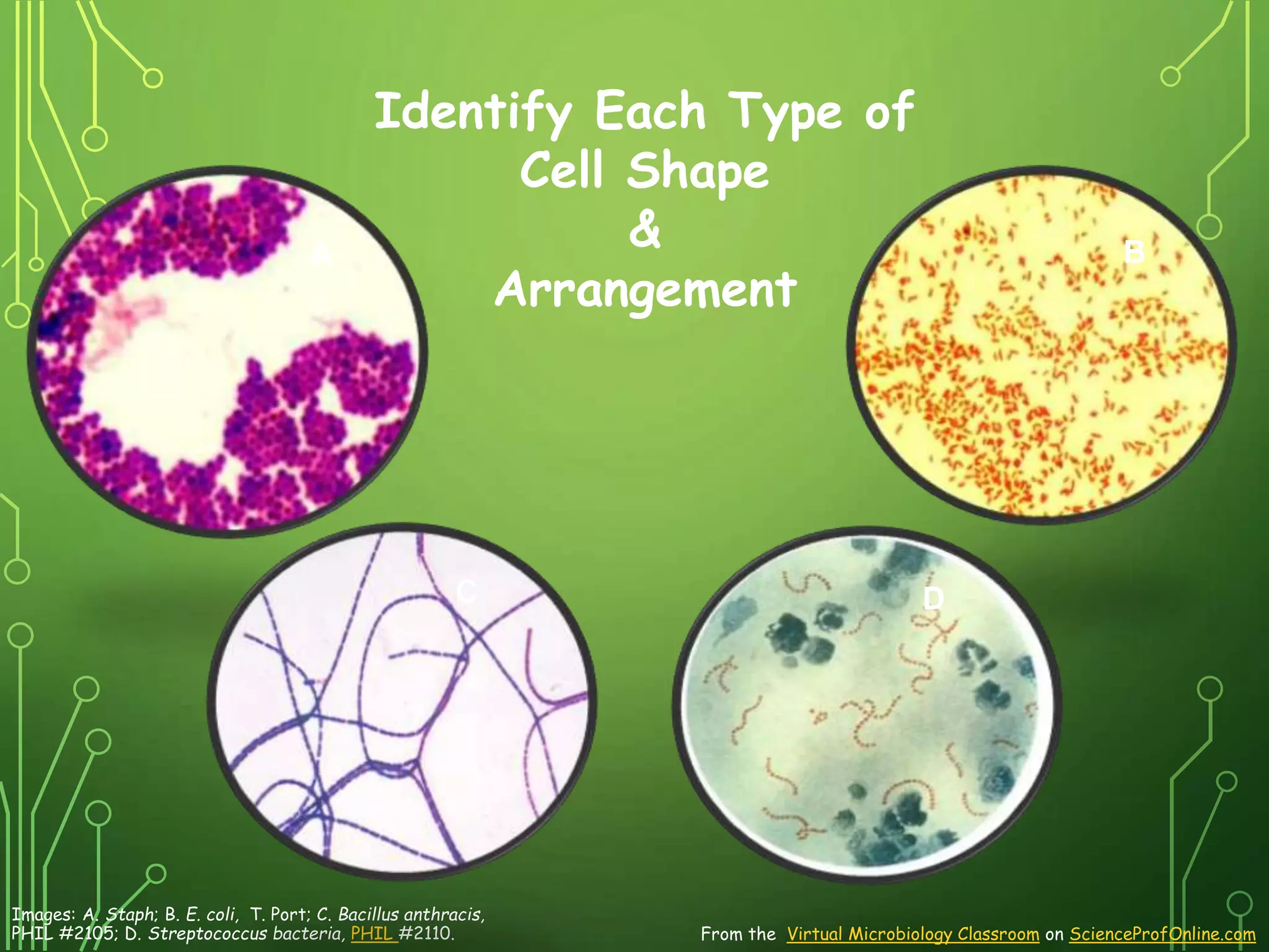 Prokaryotic-Cell-Structure-Function-Biology-Lecture-PowerPoint-VMCct.pptx