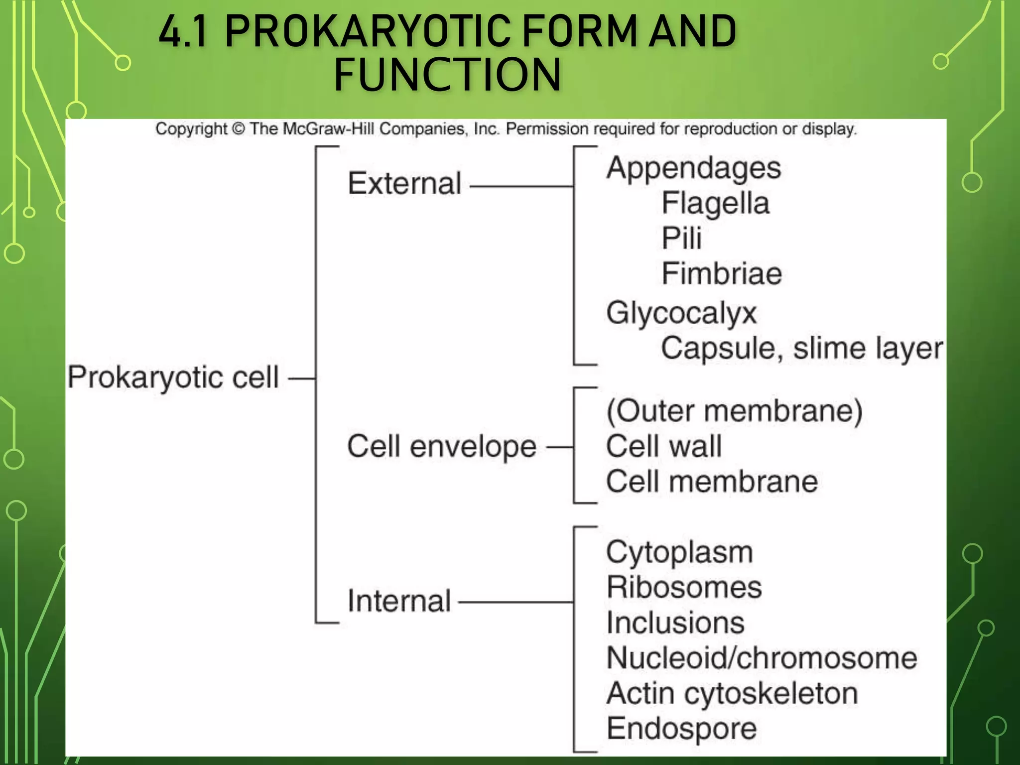 Prokaryotic-Cell-Structure-Function-Biology-Lecture-PowerPoint-VMCct.pptx