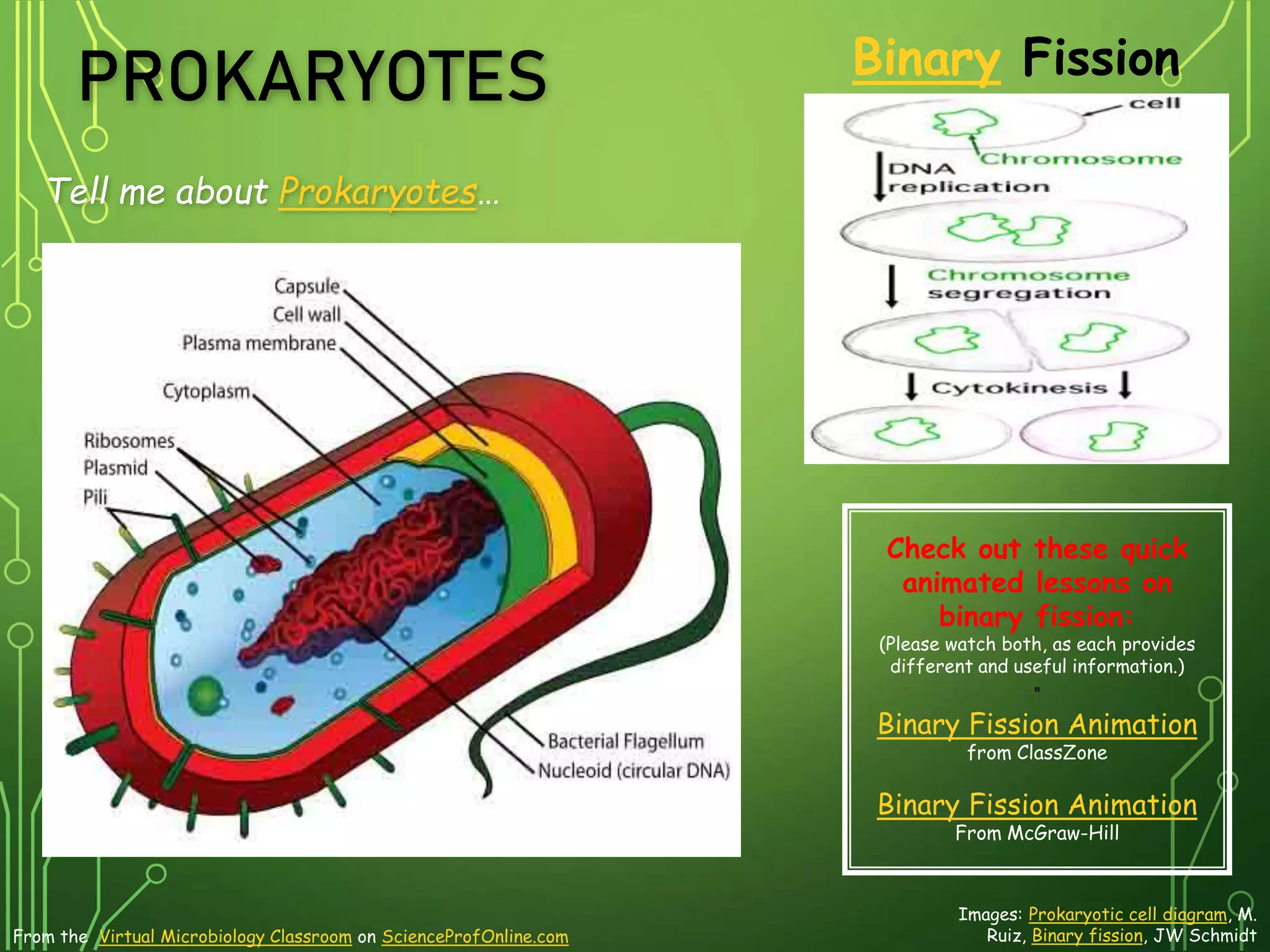 Prokaryotic-Cell-Structure-Function-Biology-Lecture-PowerPoint-VMCct.pptx