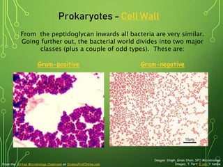 Prokaryotic-Cell-Structure-Function-Biology-Lecture-PowerPoint-VMCct.pptx