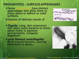 Prokaryotic-Cell-Structure-Function-Biology-Lecture-PowerPoint-VMCct.pptx