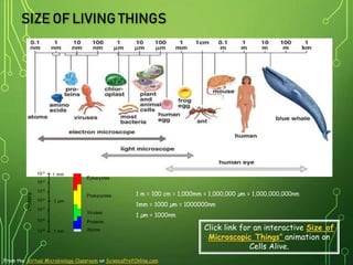 Prokaryotic-Cell-Structure-Function-Biology-Lecture-PowerPoint-VMCct.pptx