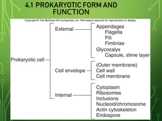 Prokaryotic-Cell-Structure-Function-Biology-Lecture-PowerPoint-VMCct.pptx