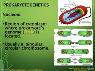 Prokaryotic-Cell-Structure-Function-Biology-Lecture-PowerPoint-VMCct.pptx