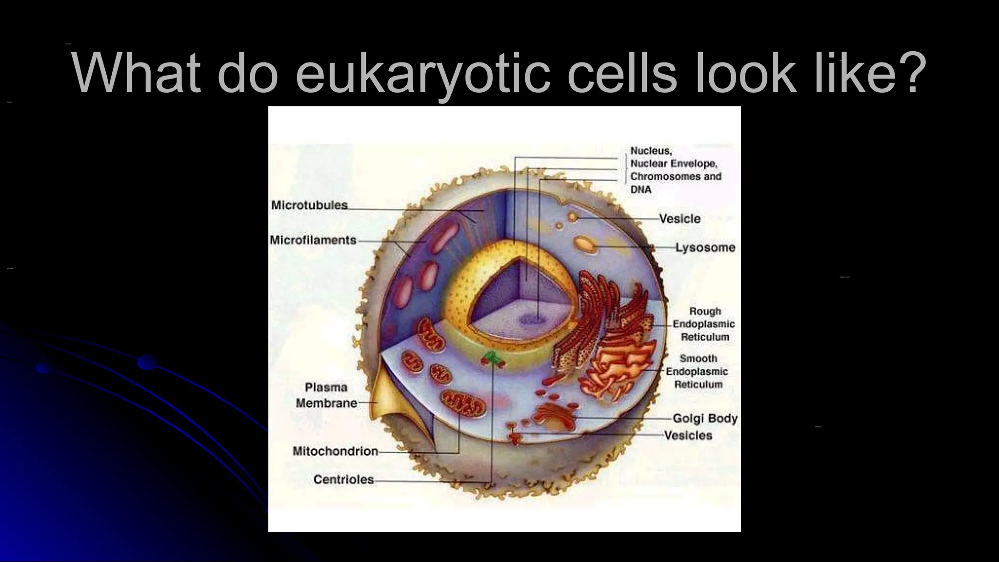 Prokaryotic-vs-Eukaryotic-Cells.....pptx