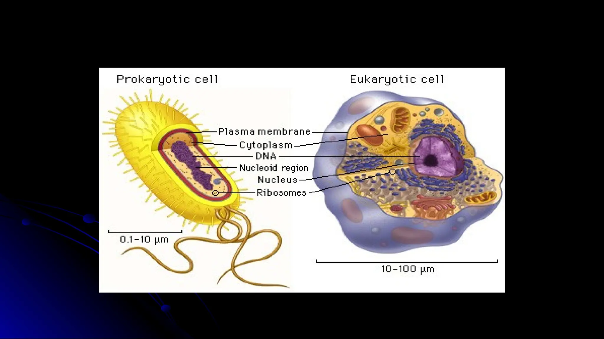 Prokaryotic-vs-Eukaryotic-Cells.....pptx
