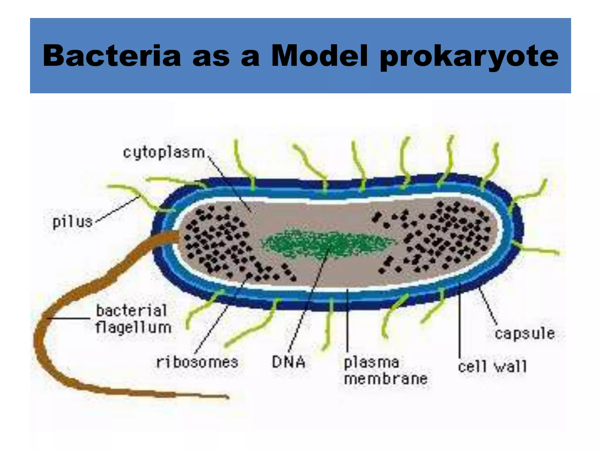 Prokaryotic and eukaryotic cell | PPT