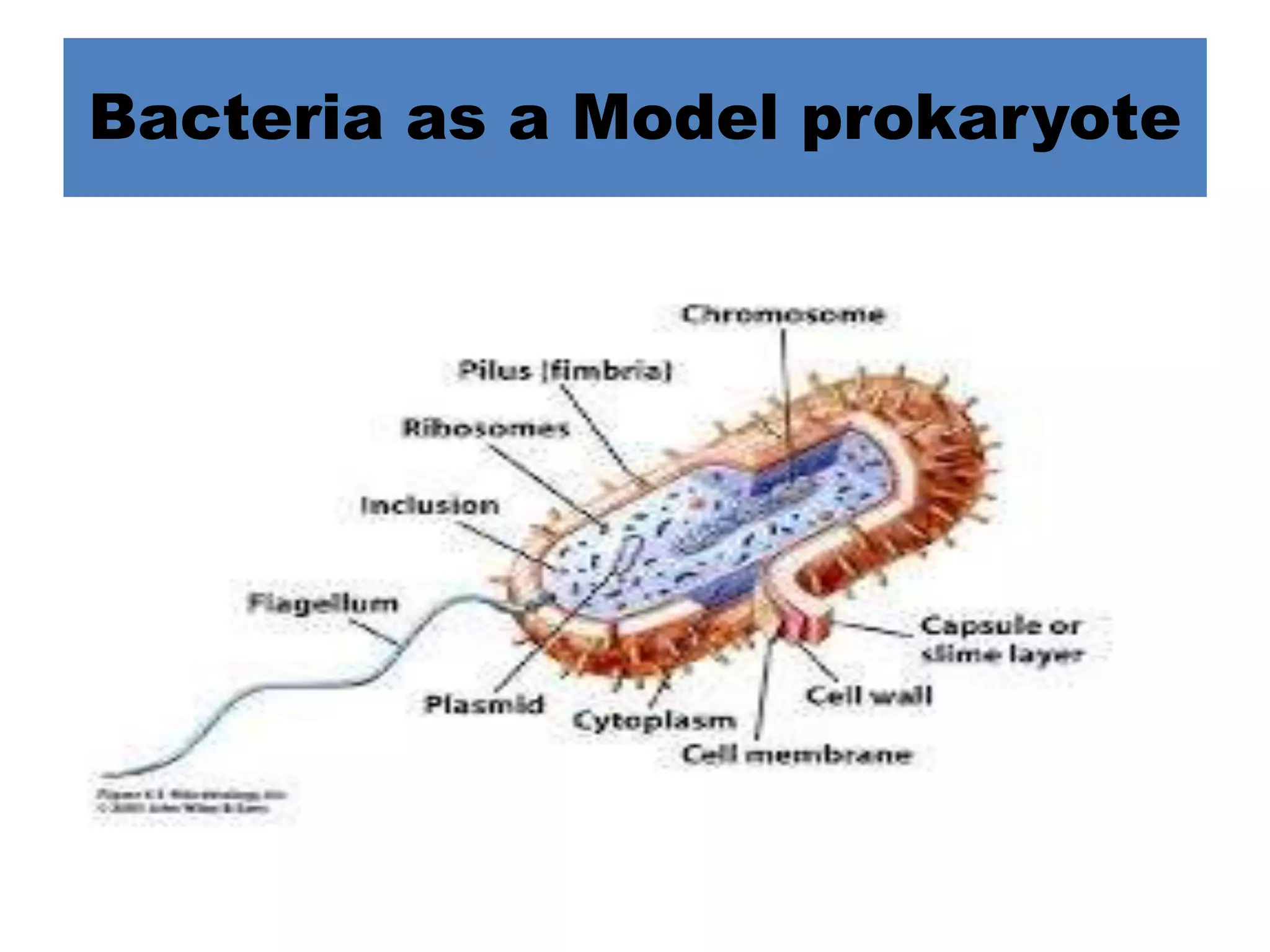 Prokaryotic and eukaryotic cell | PPT