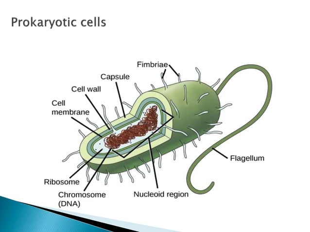 Prokaryotic and eukaryotic cell | PPTX