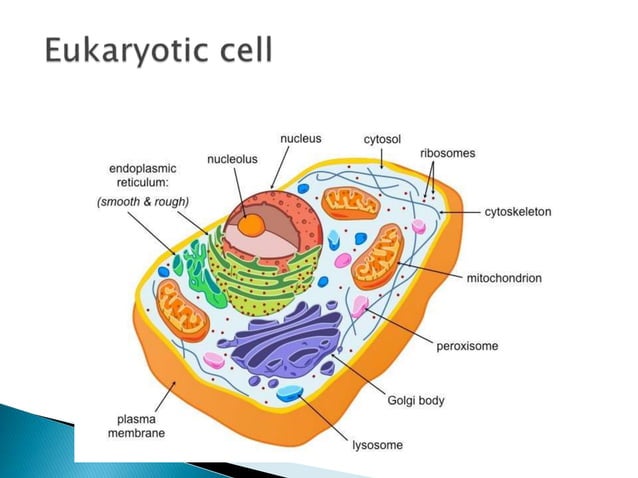 Prokaryotic and eukaryotic cell | PPTX