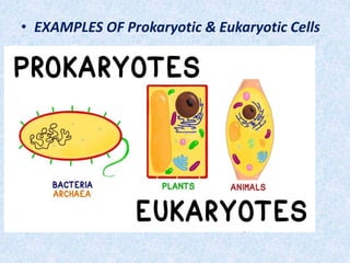 Prokaryotic and eukaryotic cells | PPT