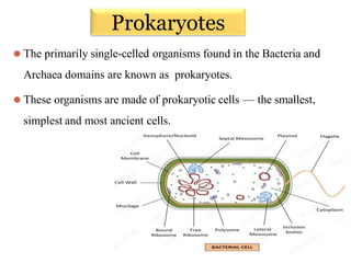 Prokaryotic and Eukaryotic cells | PPTX