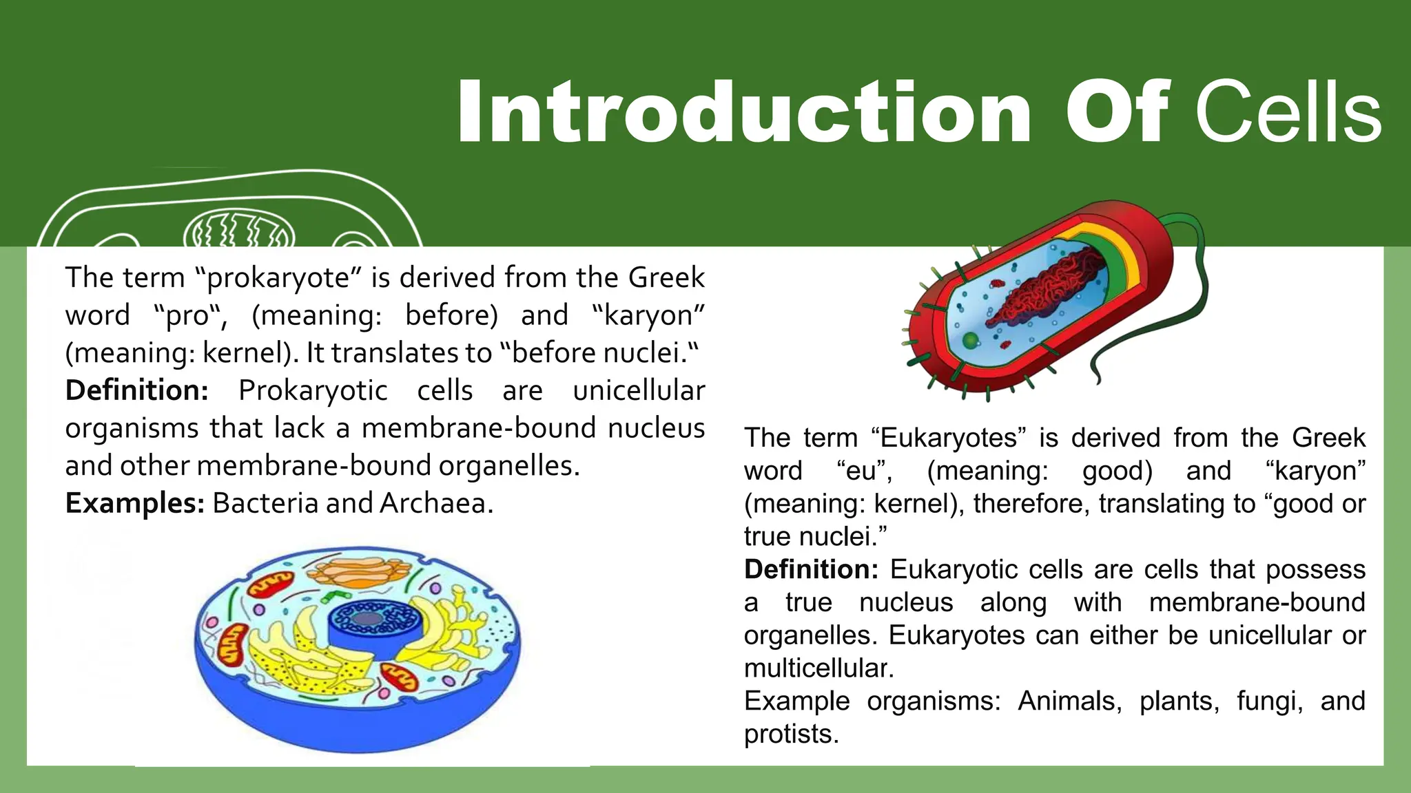 Difference between PROKARYOTIC and EUKARYOTIC CELLS.pptx