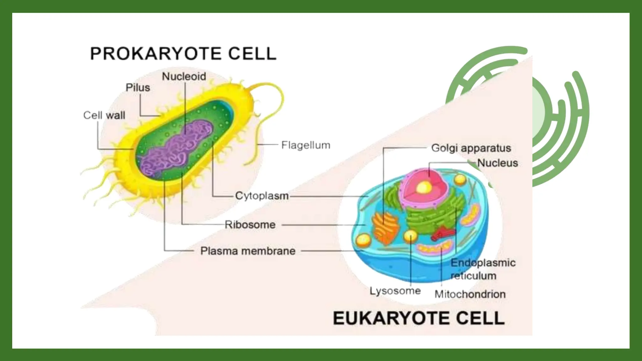 Difference between PROKARYOTIC and EUKARYOTIC CELLS.pptx