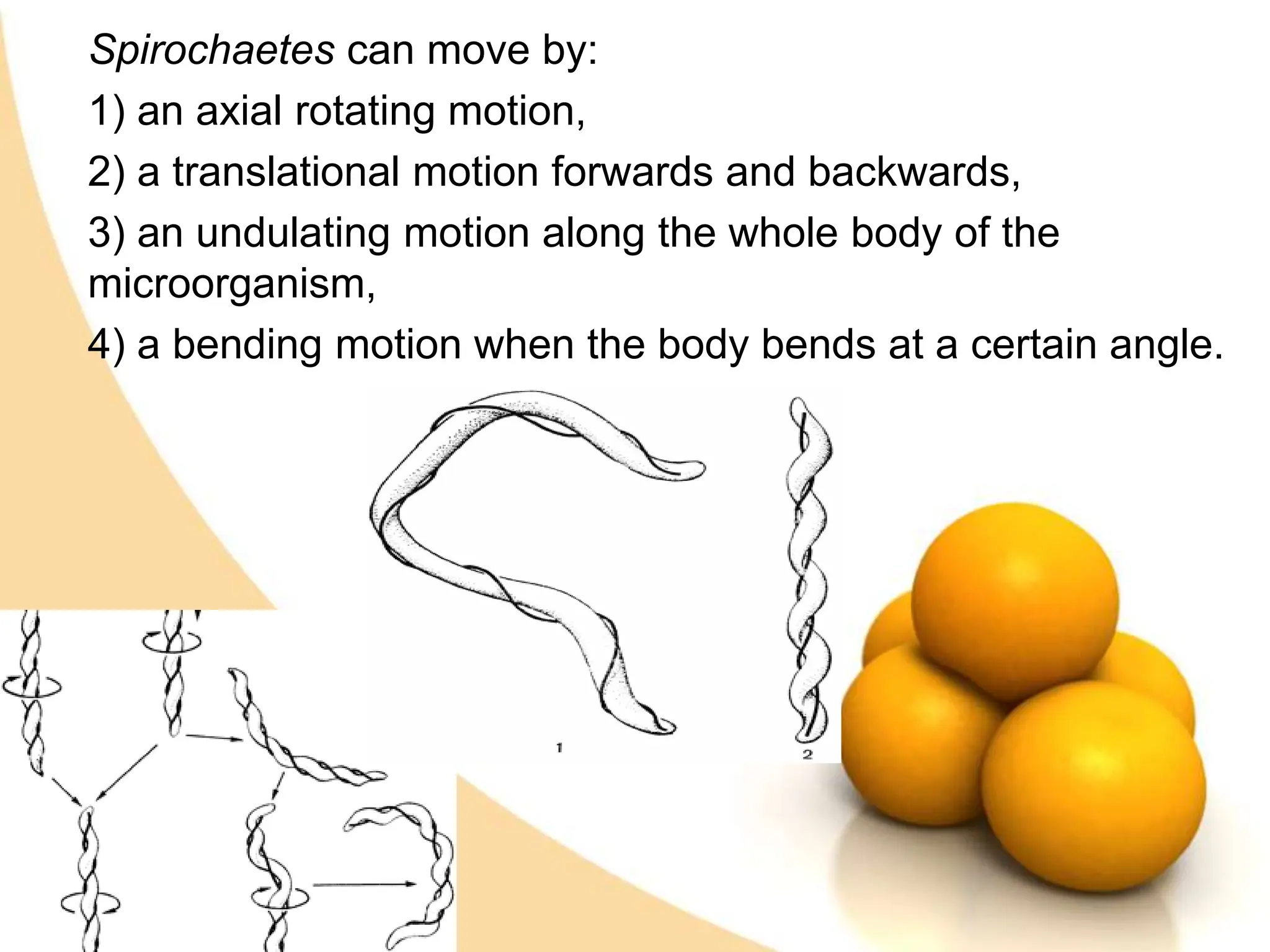 Prokaryotic and Eukaryotic Cells microbiology | PPTX