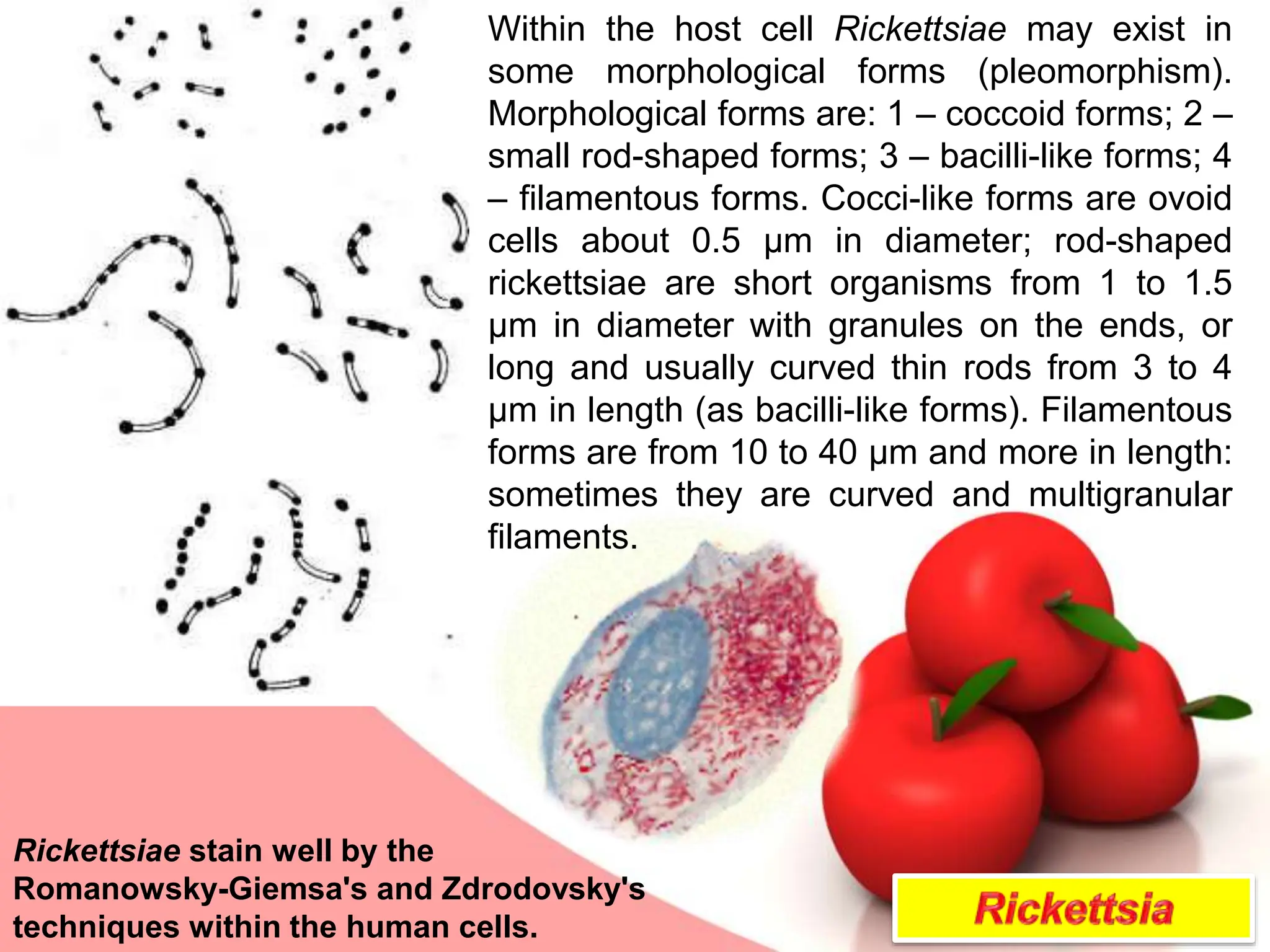 Prokaryotic and Eukaryotic Cells microbiology | PPTX