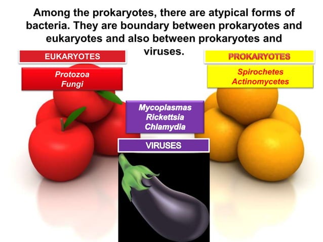 Prokaryotic and Eukaryotic Cells microbiology | PPT Prokaryotic and Eukaryotic Cells microbiology | PPT