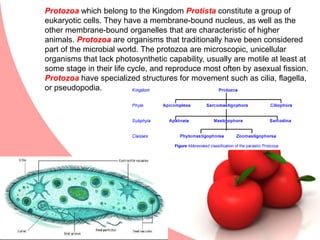 Prokaryotic and Eukaryotic Cells microbiology | PPTX