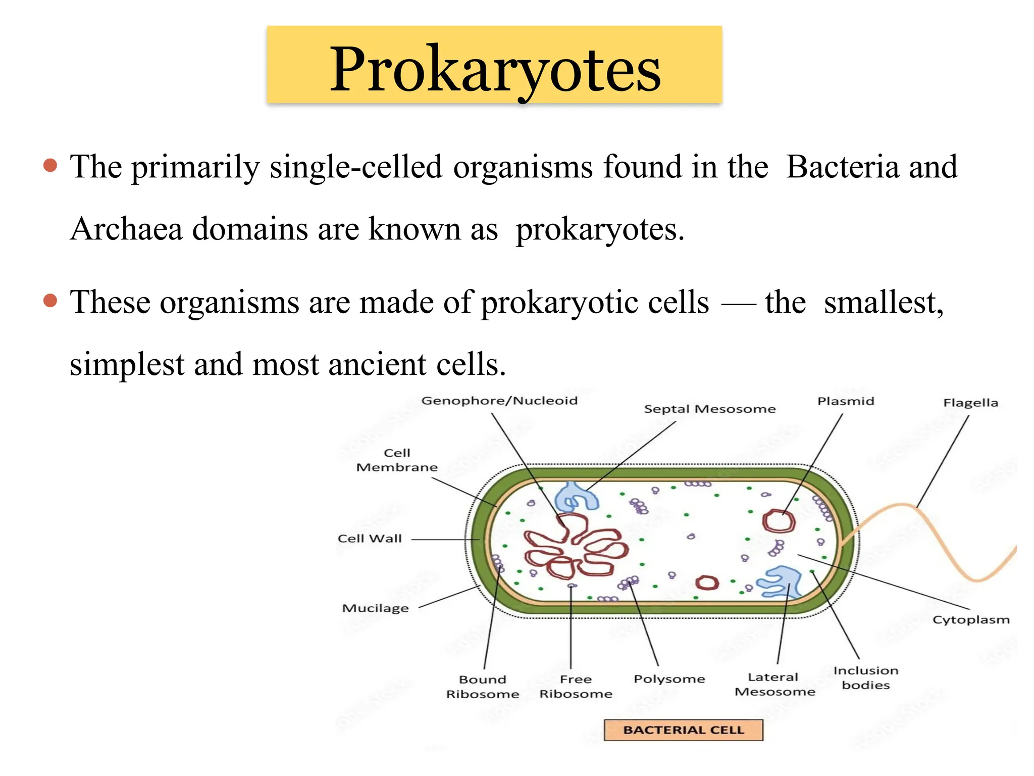 prokaryoticandeukaryoticcells.pptxxxxxxxxxxxxxxxxxxxx | PPTX