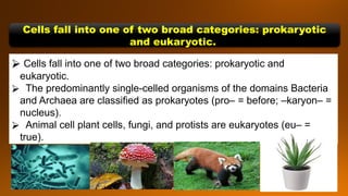 Prokaryotic and Eukaryotic Cells. PowerPoint presentation | PPTX