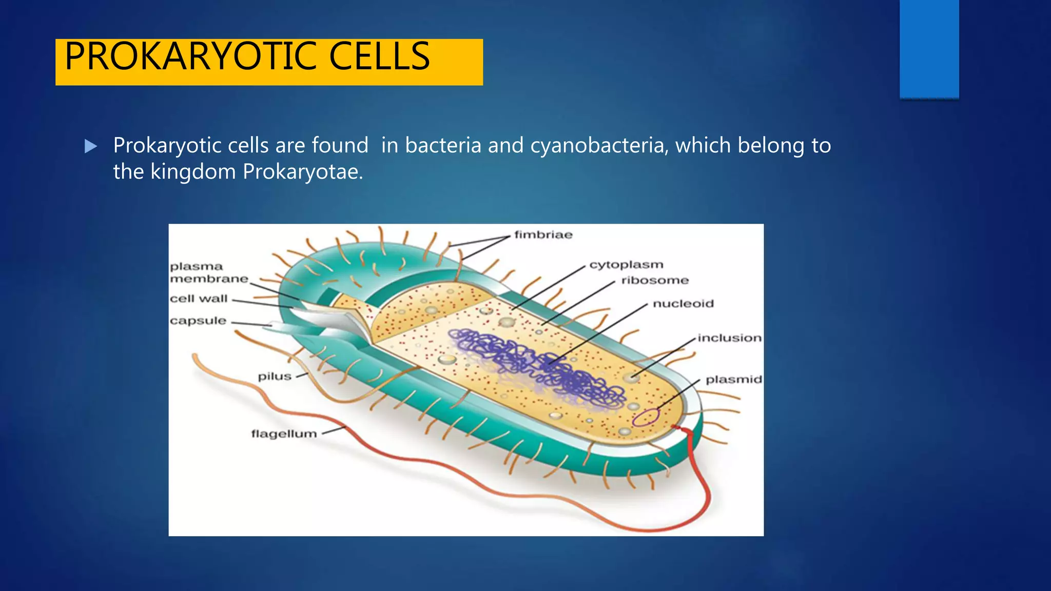 PROKARYOTIC AND EUKARYOTIC CELLS VIDEO PDPC1.pptx