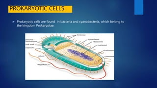 PROKARYOTIC AND EUKARYOTIC CELLS VIDEO PDPC1.pptx