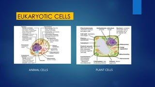 PROKARYOTIC AND EUKARYOTIC CELLS VIDEO PDPC1.pptx