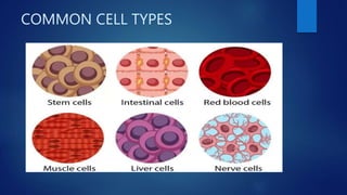 PROKARYOTIC AND EUKARYOTIC CELLS VIDEO PDPC1.pptx