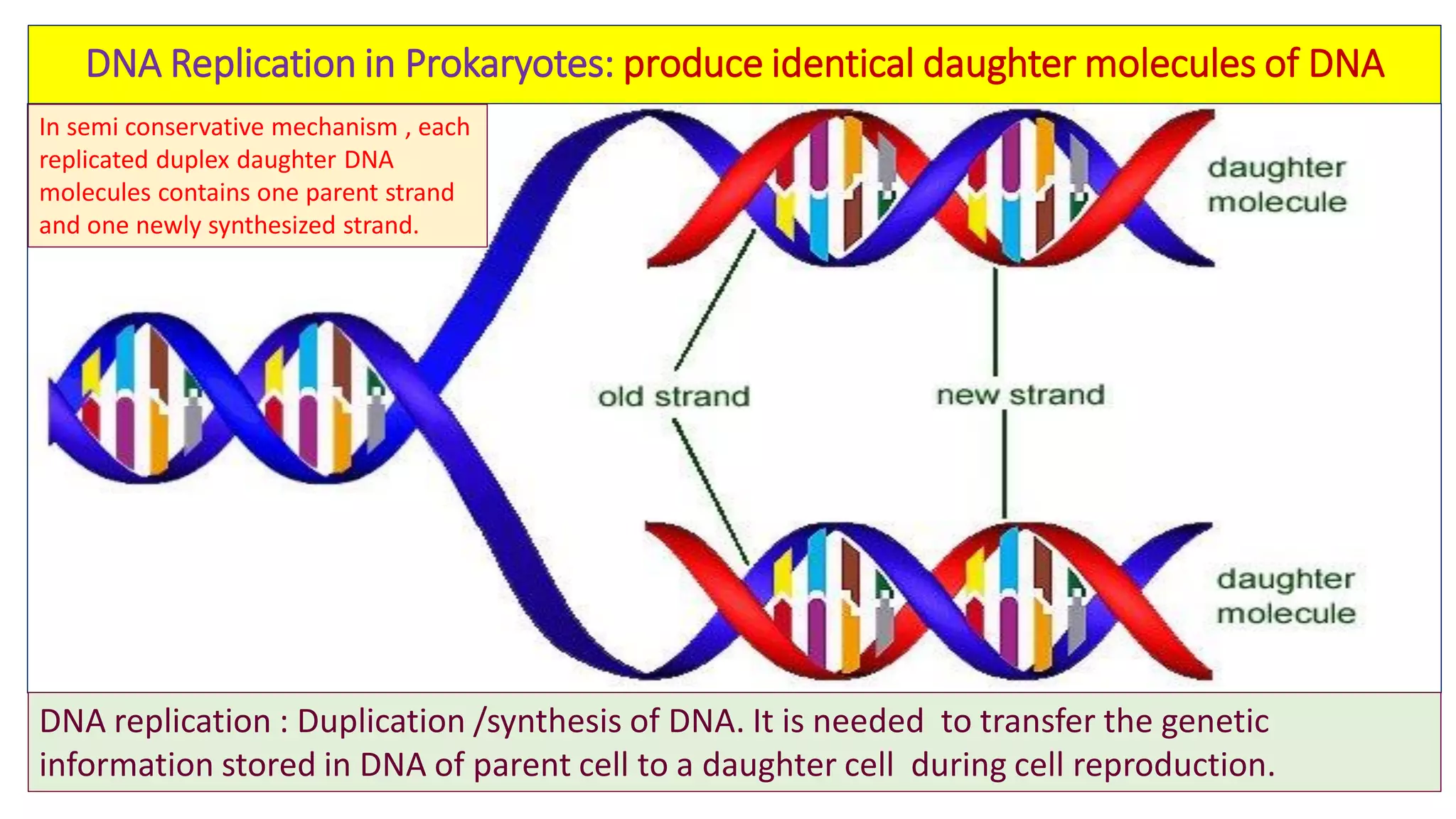 Prokaryotic and eukaryotic dna replication with their clinical applications | PDF