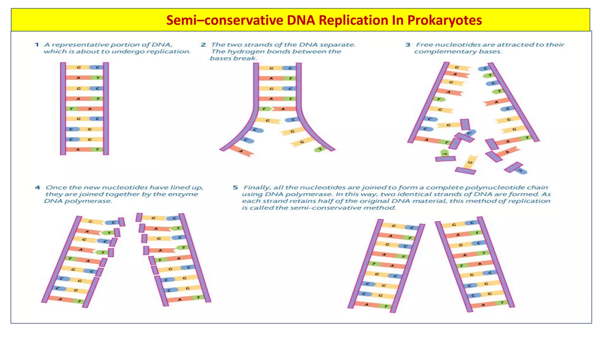 Prokaryotic and eukaryotic dna replication with their clinical ...