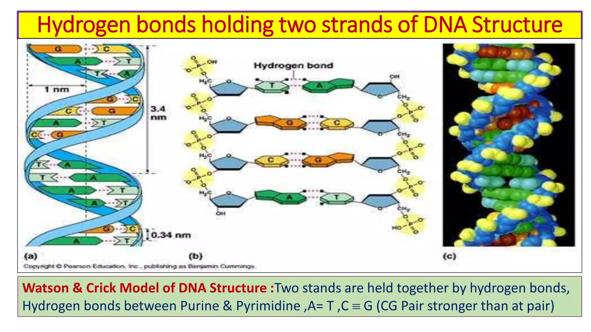 Prokaryotic And Eukaryotic Dna Replication With Their Clinical Applications Ppt
